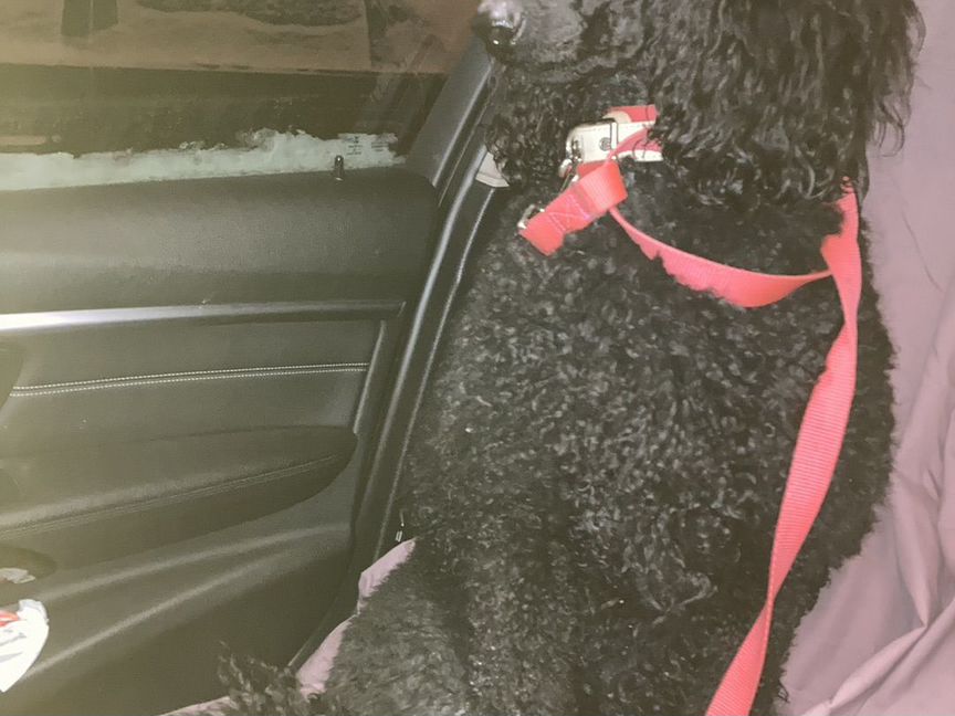 Королевский пудель