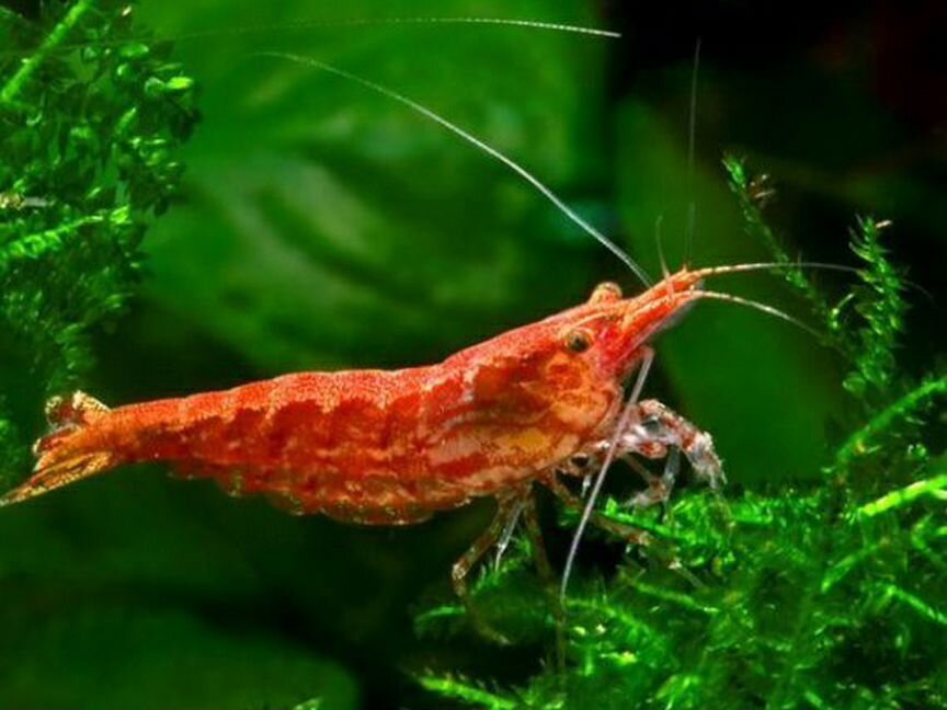 Креветки вишня