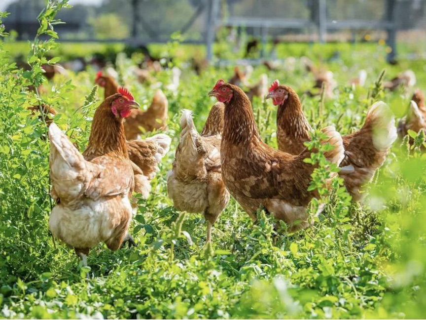 Куры молодки несушки 10шт