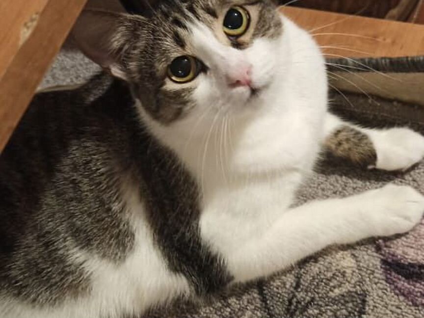 Кошка очаровашка