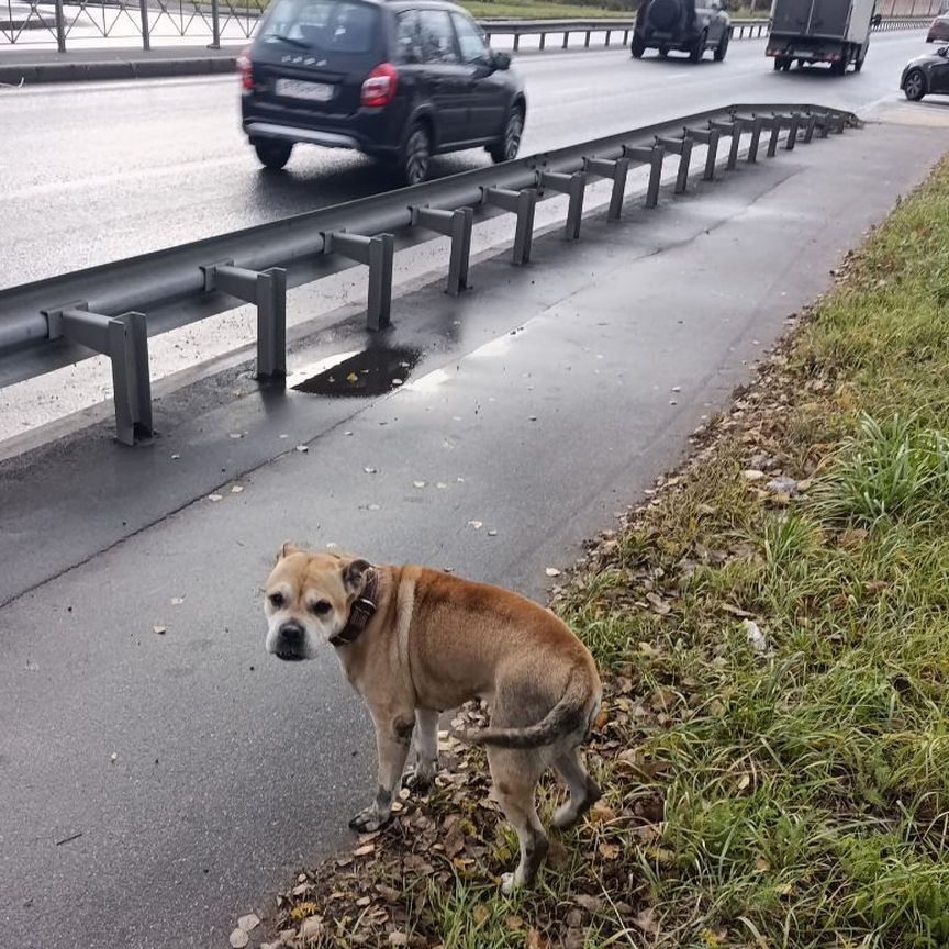 Ка-де-бо, взрослая собака