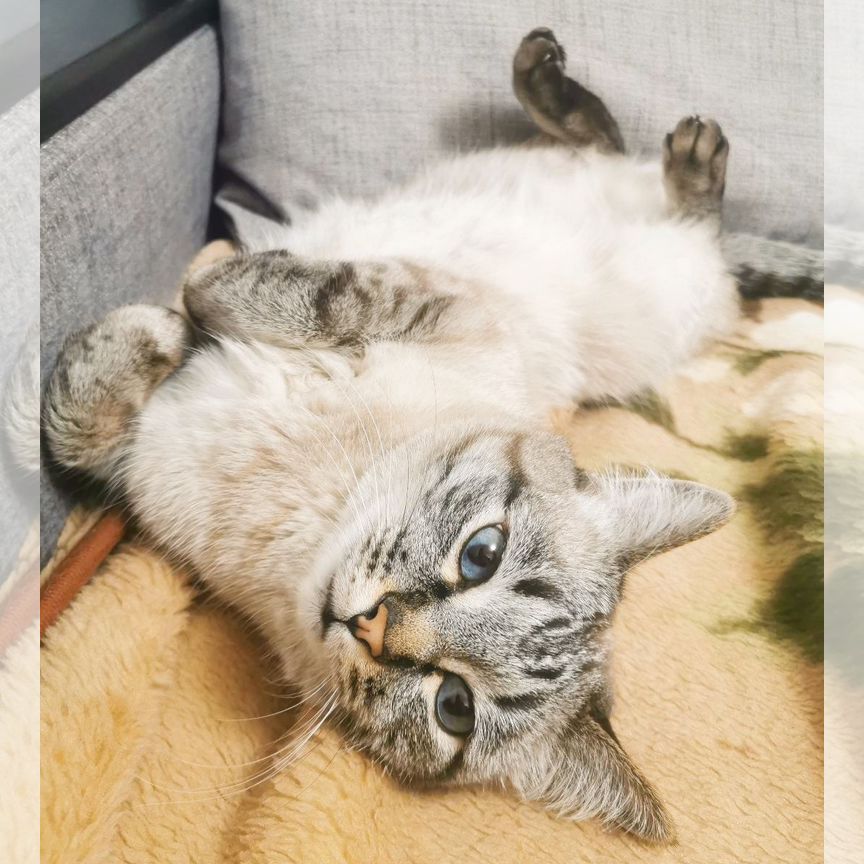 Тайский кот в добрые руки