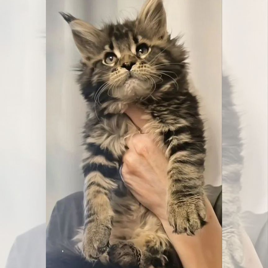 Мейн-кун котёнок