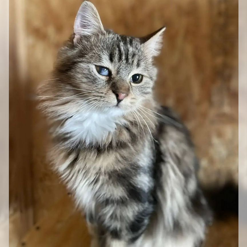 Взрослая, кошка в добрые руки