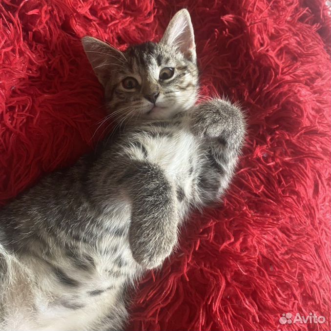 Котенок манюня тигруня 2 месяца