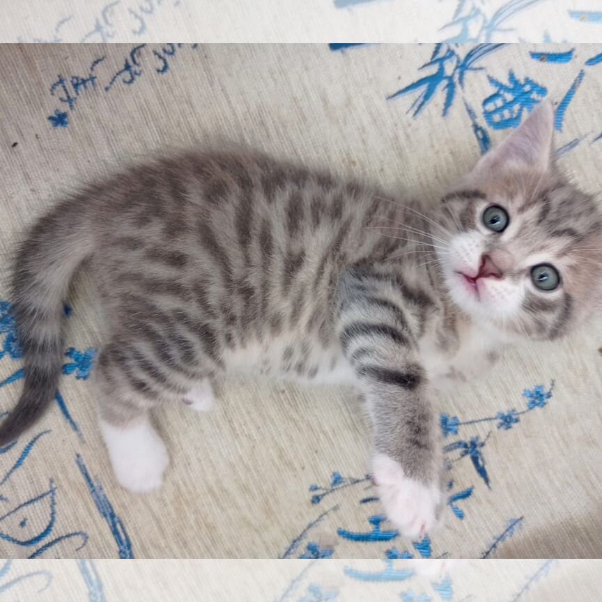 Котята