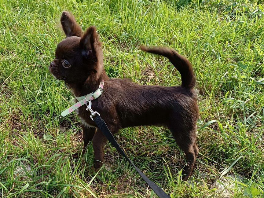 Шоколадная чих девочка