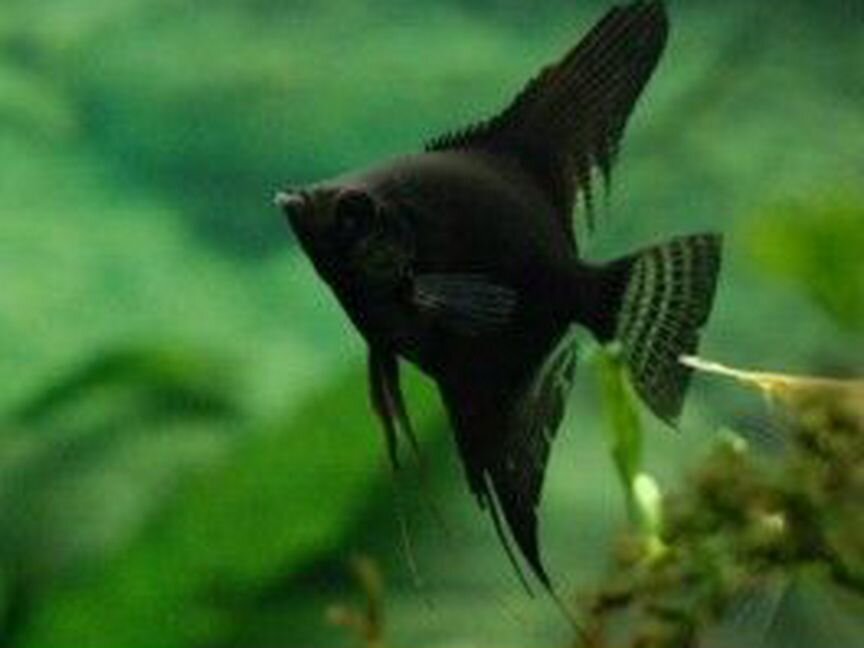 Скалярия Черная высокоплавничная (Pterophillum Sc