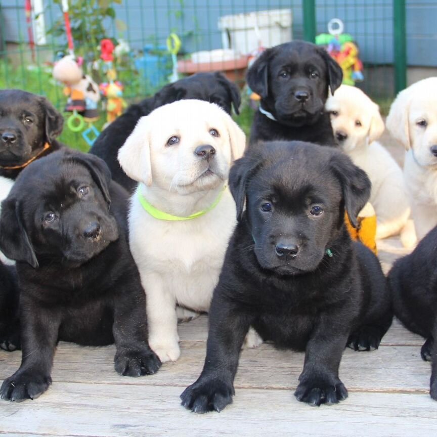 Палевые и чёрные щенки лабрадора