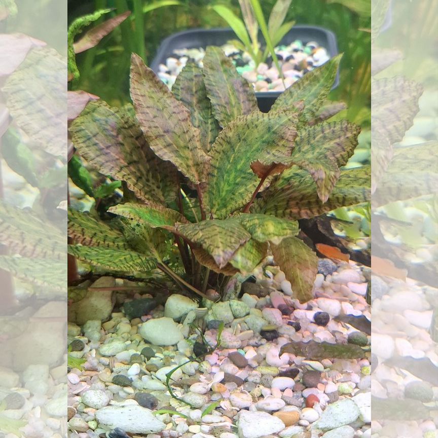 Растения в аквариум