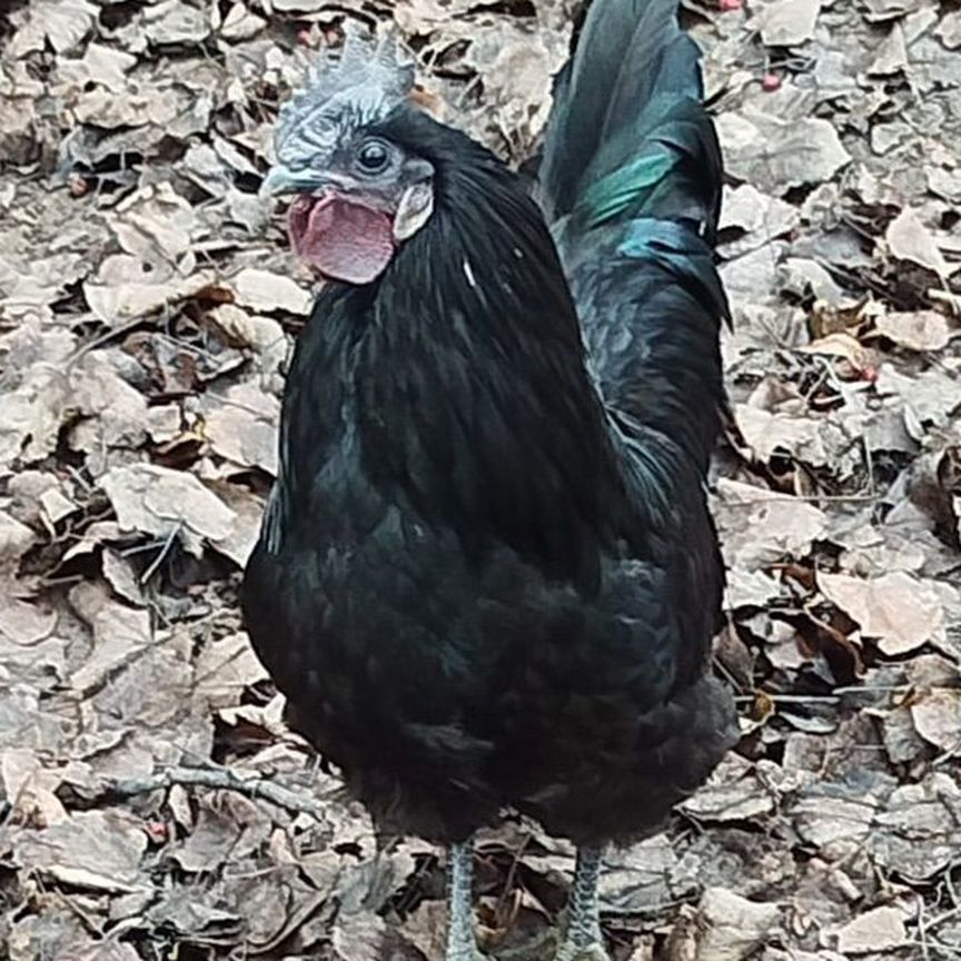 Путех и курица Ухейилюль