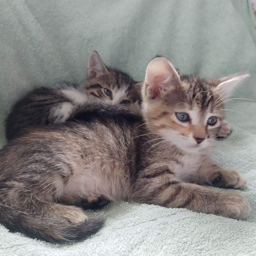 Котодетки