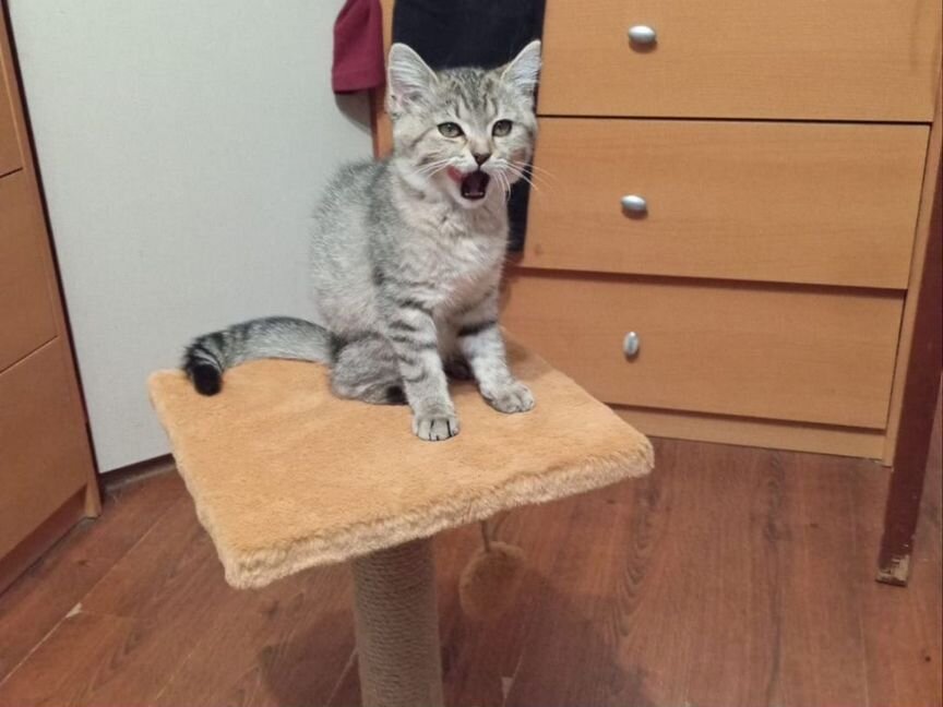 Кошечка в добрые руки