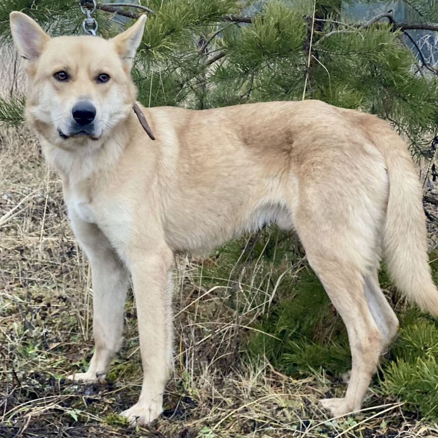 Взрослый пёс в добрые руки