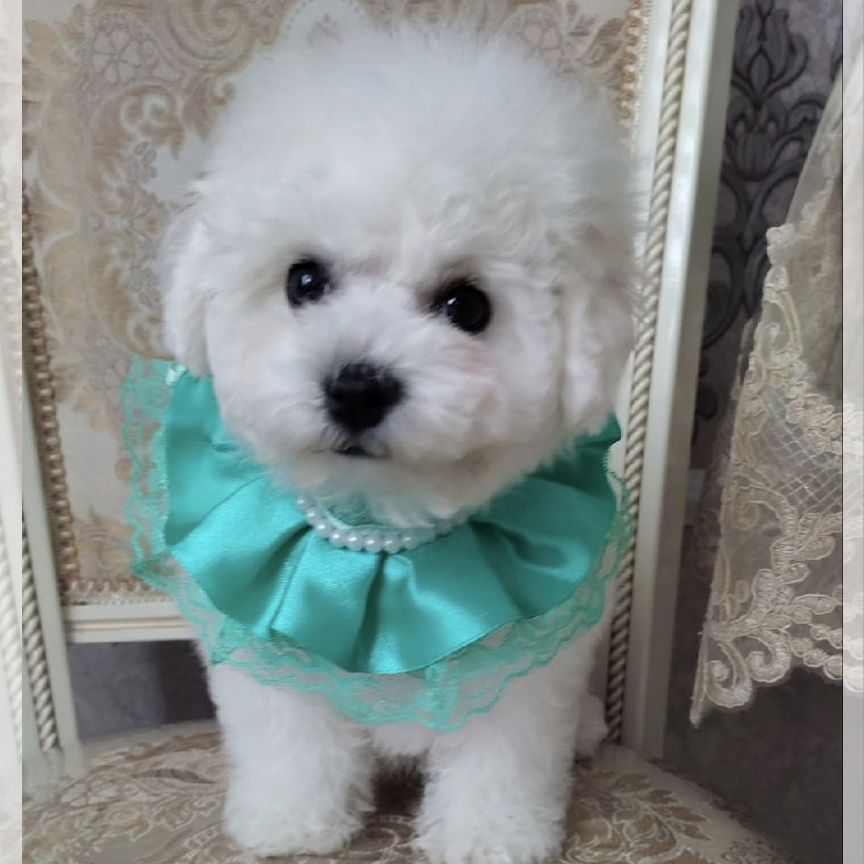 Бишон фризе, щенок