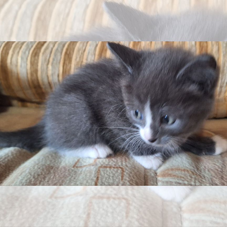 Котёнок в добрые руки