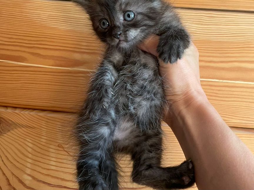 Котик в добрые руки
