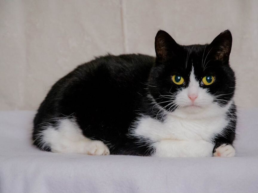 Кошечка Берта