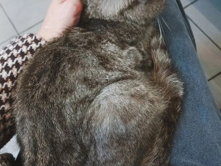 Кошка Софи