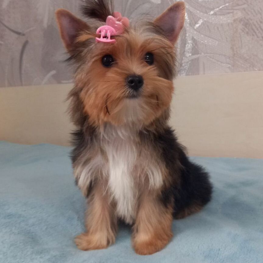 Йоркширский терьер, щенок