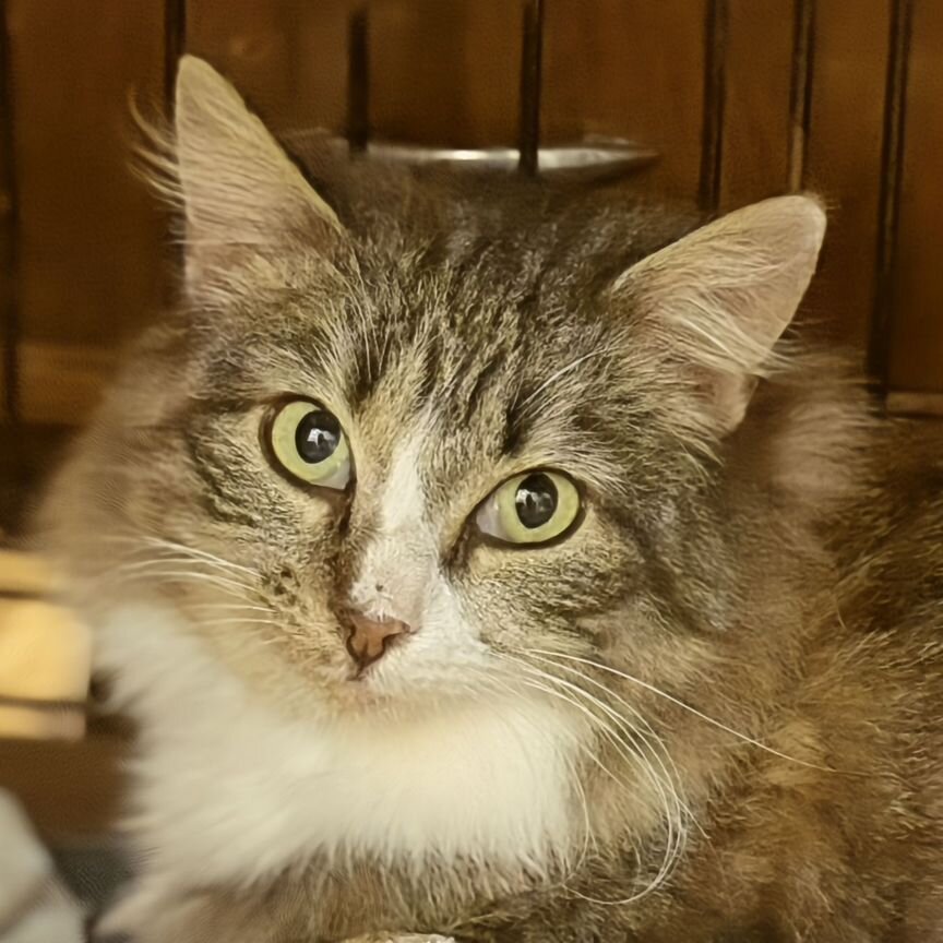 Взрослая кошка в добрые руки