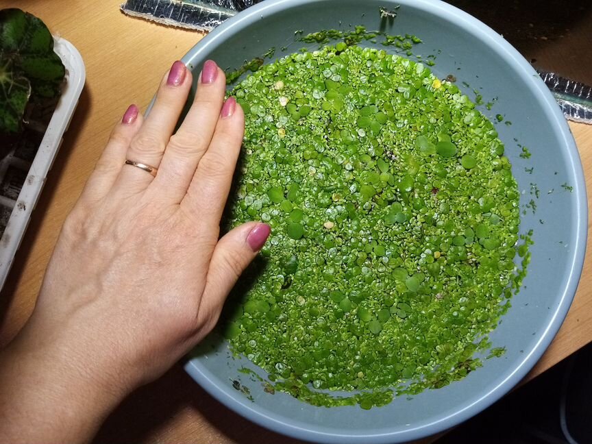 Плавающие растения