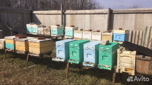 Пчелопакет Пчелосемьи купить в Богучаре Животные и зоотовары Авито