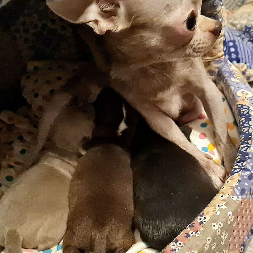Чихуахуа кормилица