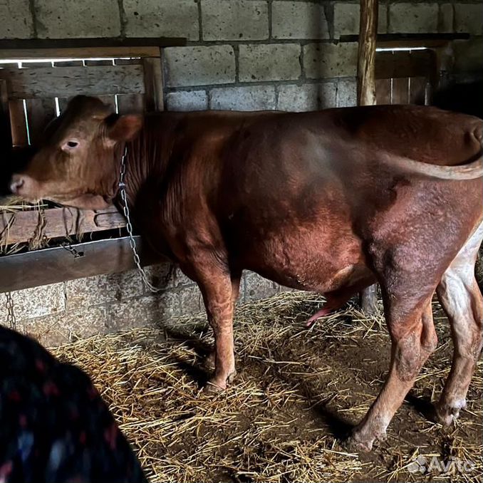 Быки на мясо живым весом