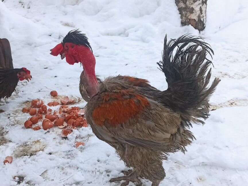 Молодые петухи