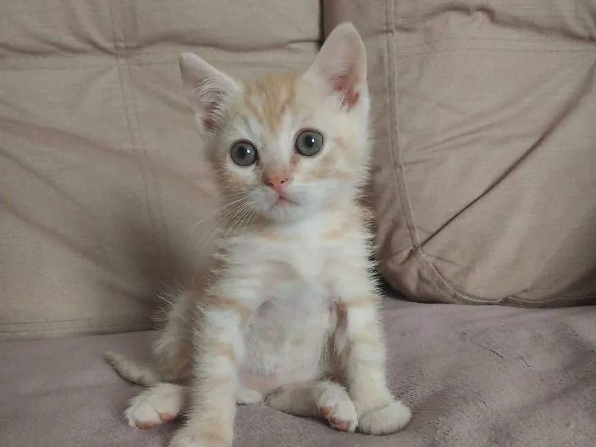 Рыжий котёнок