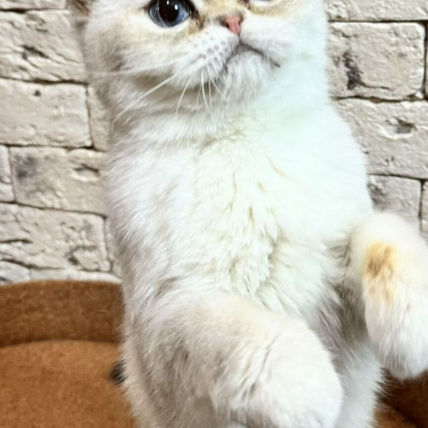 Шотландская прямоухая кошечка