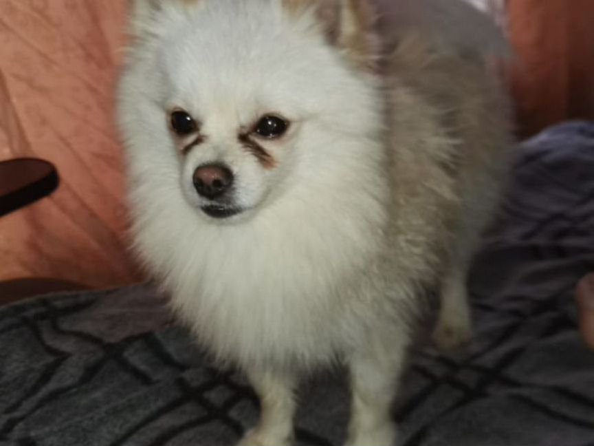 Померанский и немецкий шпиц продажа