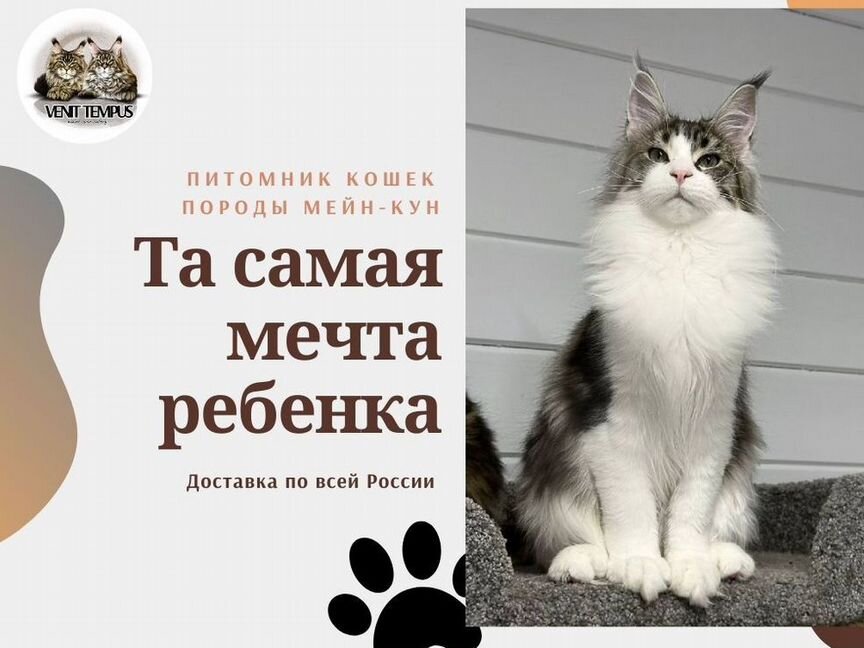 Котята Мейн-Кун