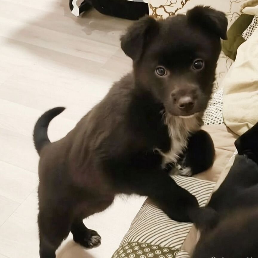 Щенок в добрые руки