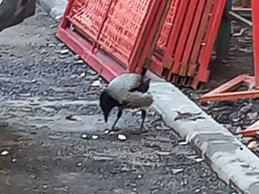 Ворона без хвоста