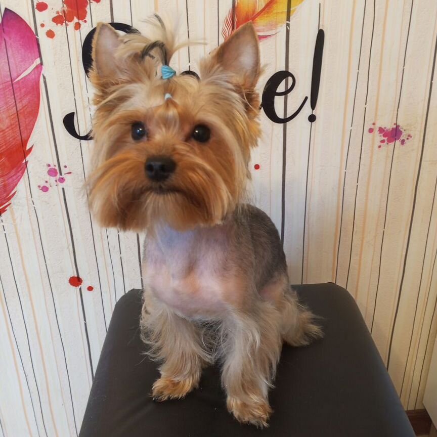 Йоркширский терьер, щенок