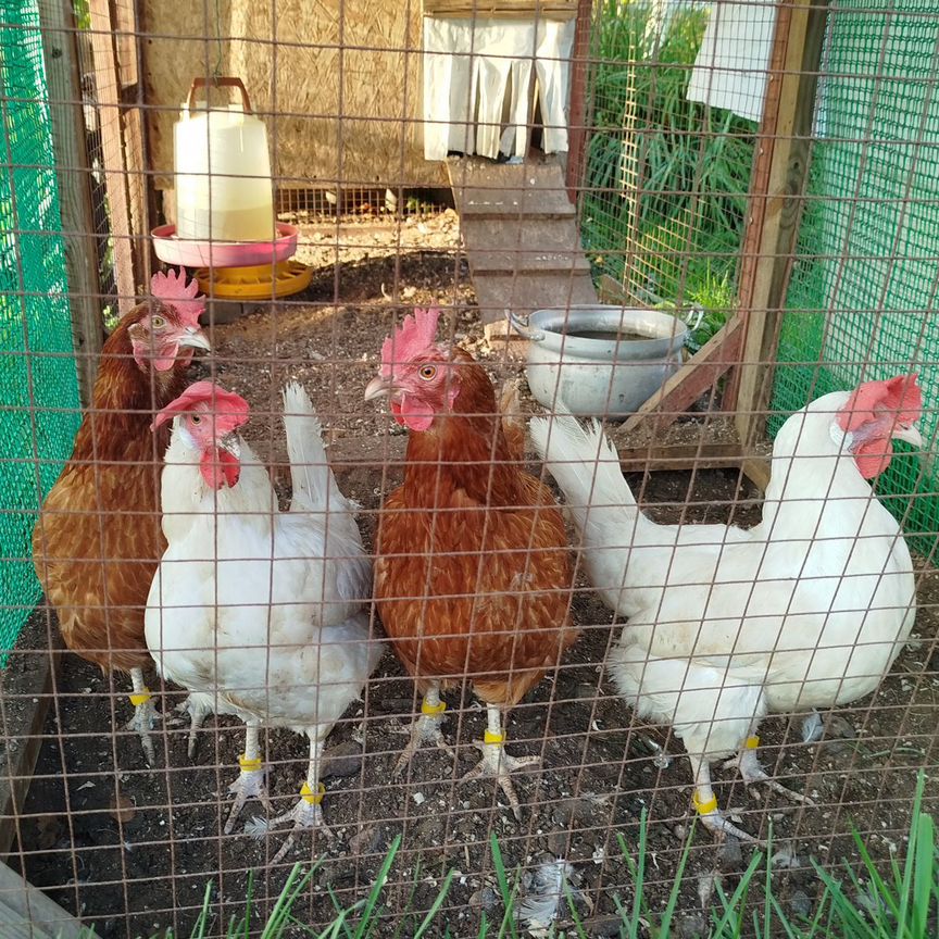 Куры несушки домашние