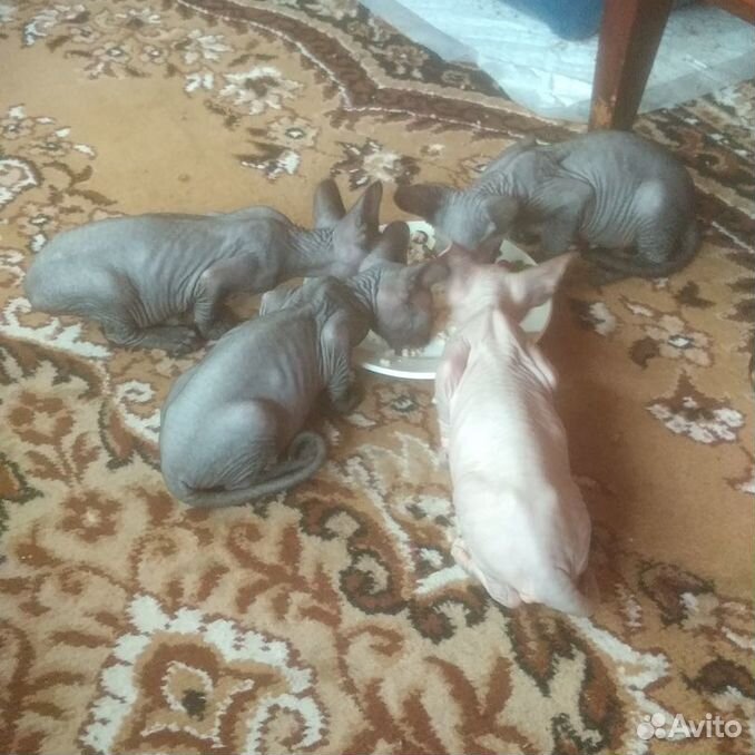 Канадский сфинкс котетам 2 месяца