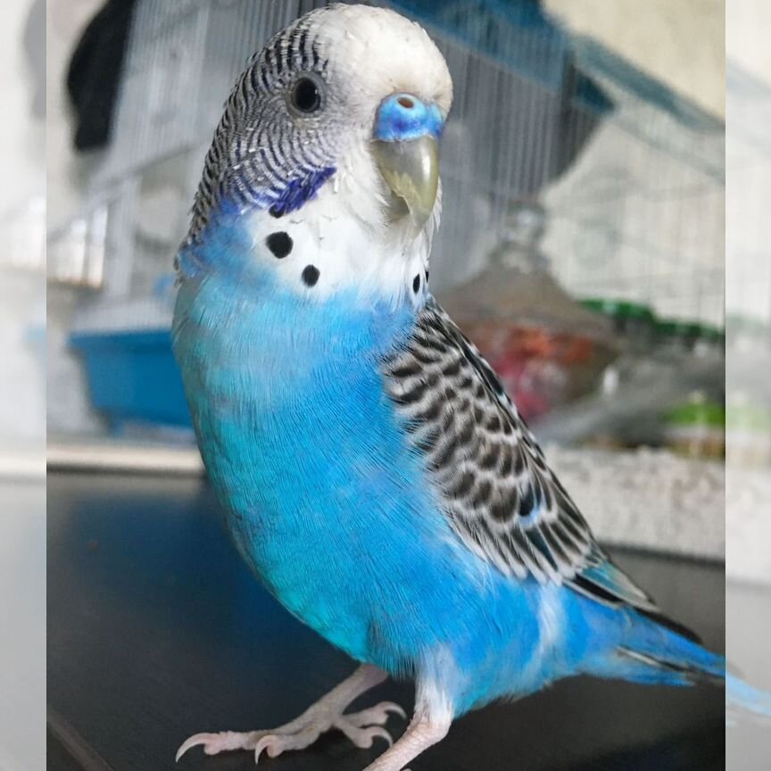 Волнистый попугай самец