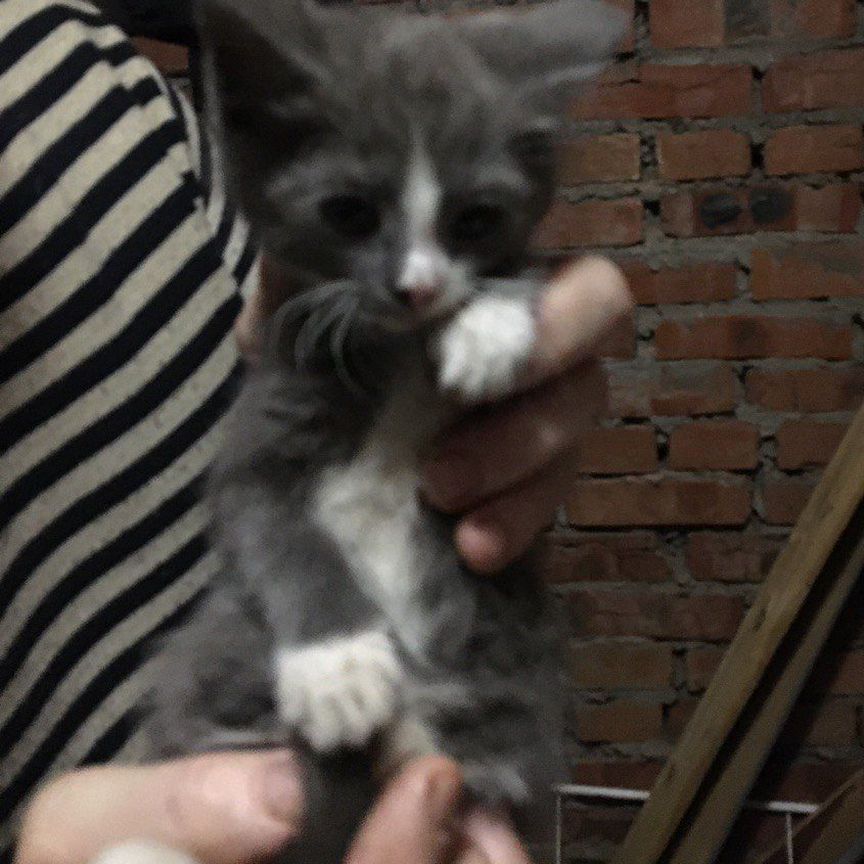 Котёнок в добрые руки