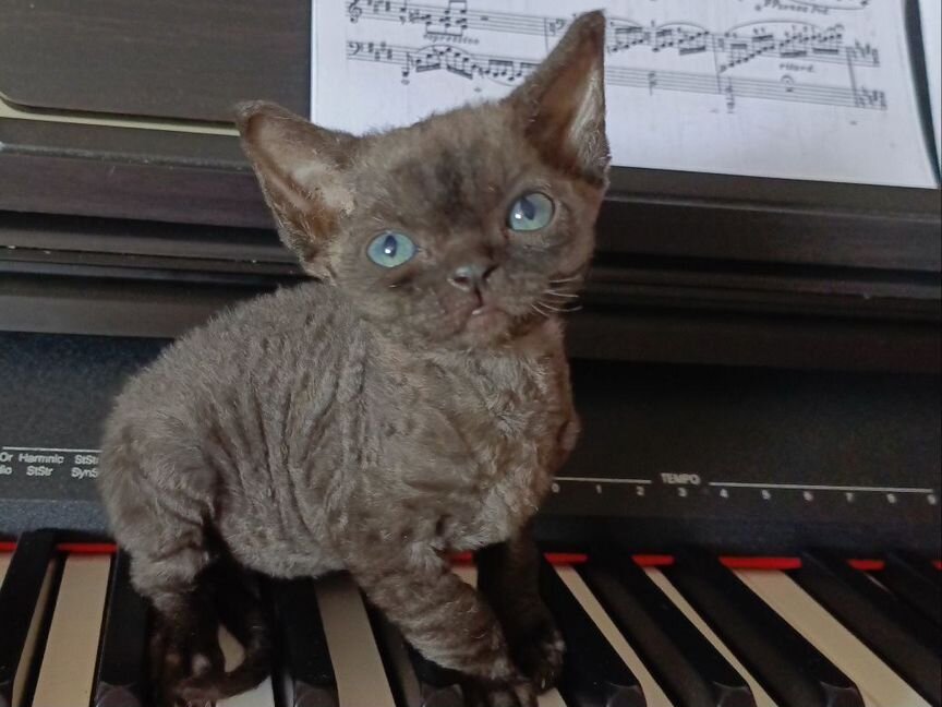 Малыш черныш