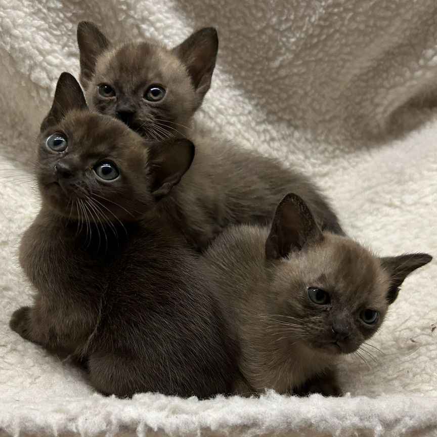 Европейский бурманский котёнок