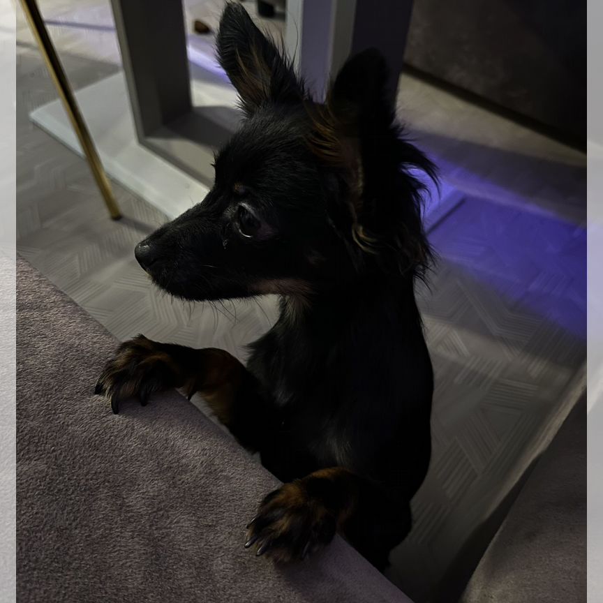 Русский той-терьер, щенок