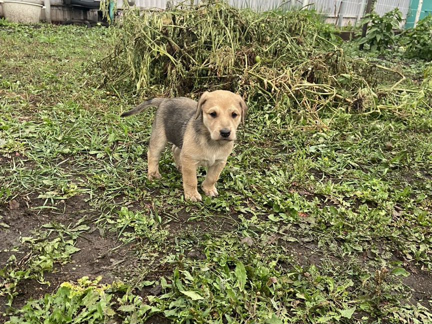 Щенок русской гончей