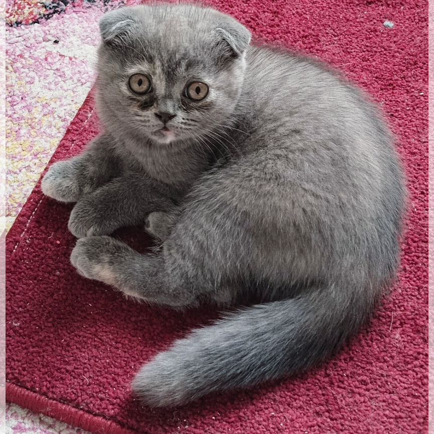 Шотландский вислоухий короткошёрстный котёнок