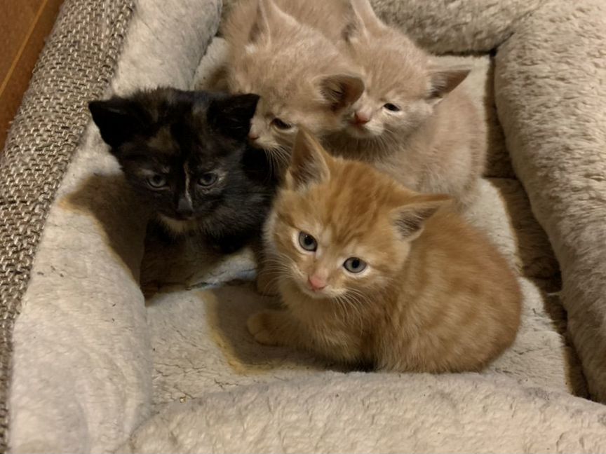 Котята в добрые руки безвозмездно