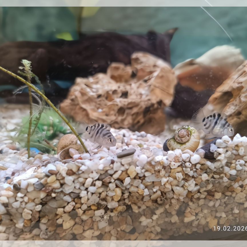 Мальки сапфировые попугаи