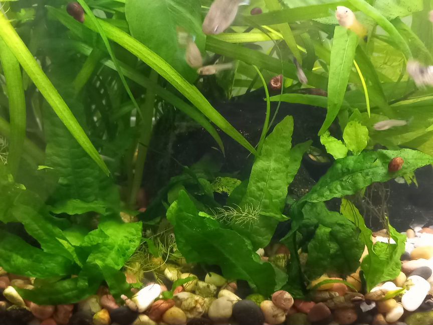 Аквариумные растения