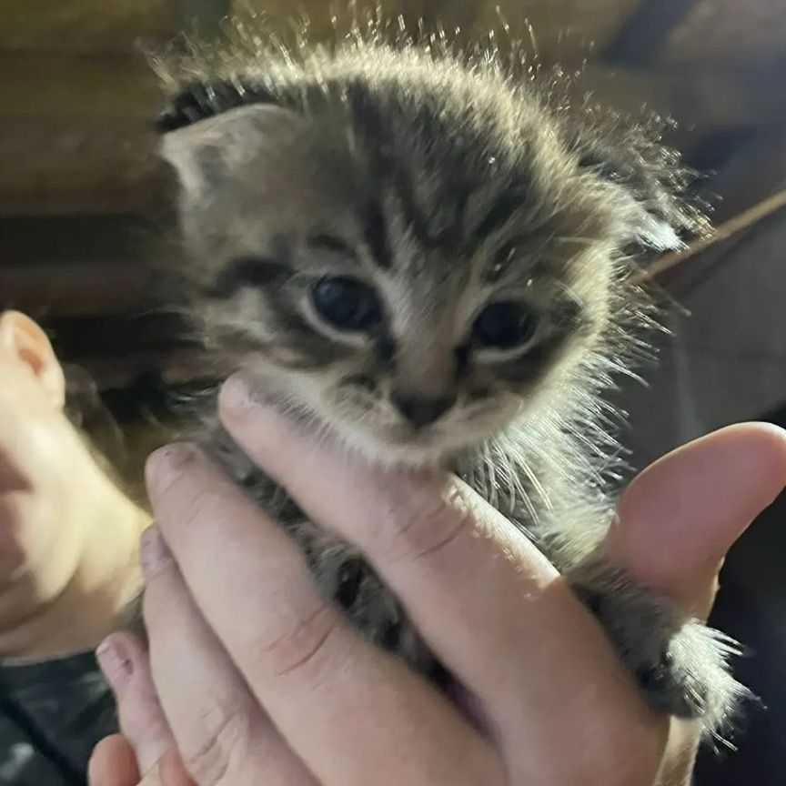 Котёнок в добрые руки